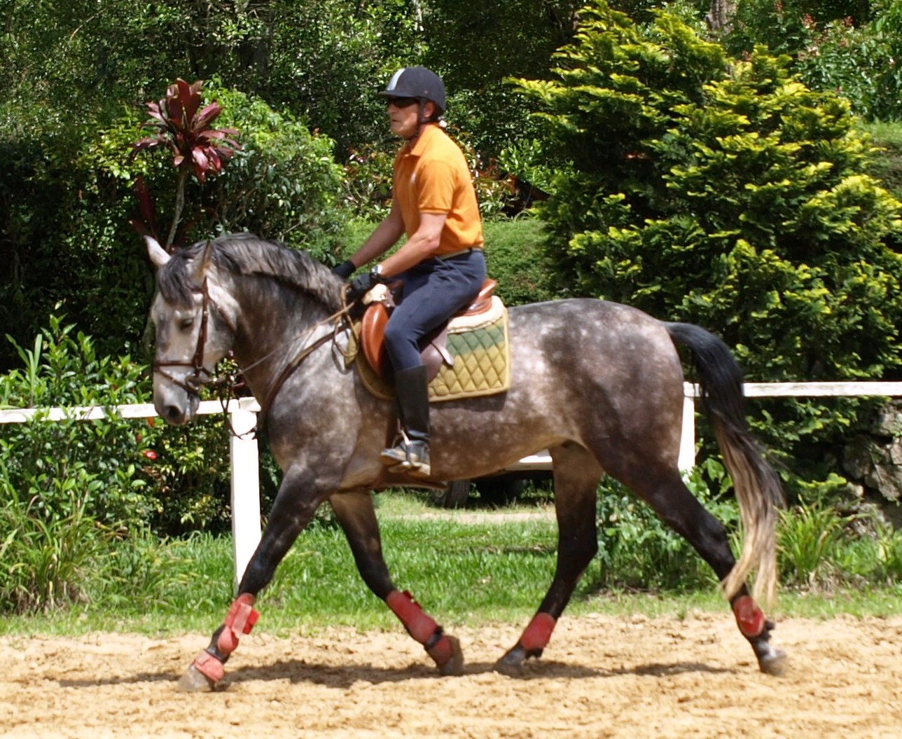 Hipismo, a base de tudo - Thaty Vidal